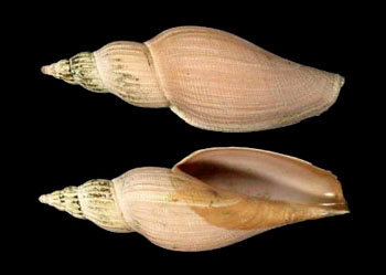 涡螺总科 Volutacea 蓝色动物学（中国动物学科普）